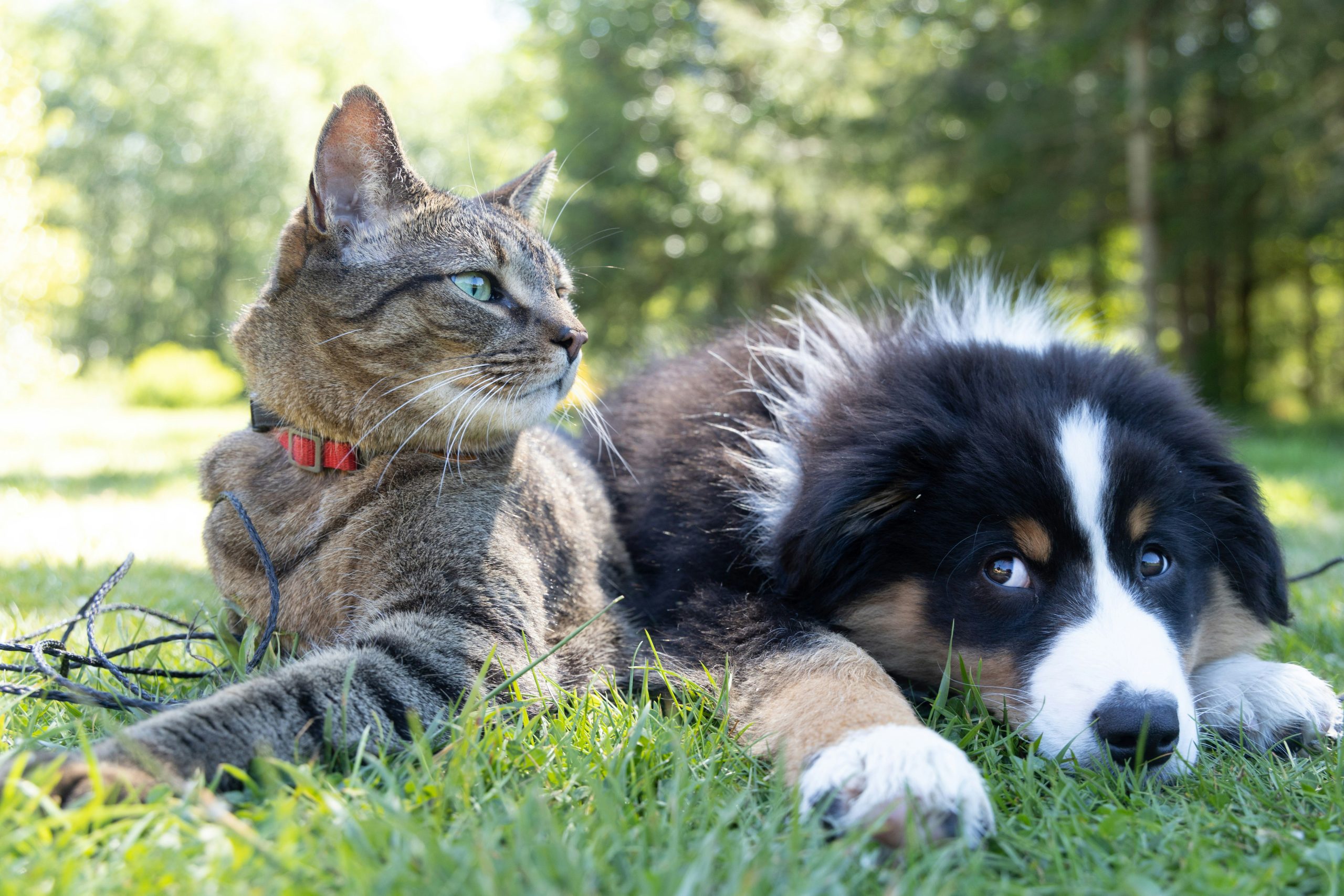 Importance of Pets in Our Lives – Let's Change Life!